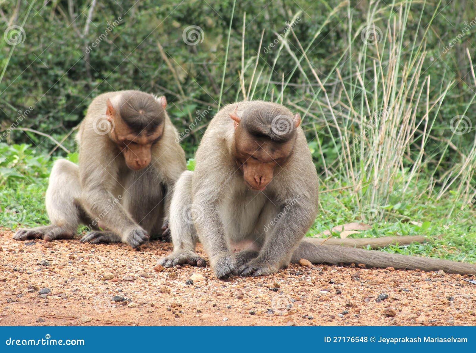 Strong male monkeys stock photo. Image of outdoor, primate - 27176548