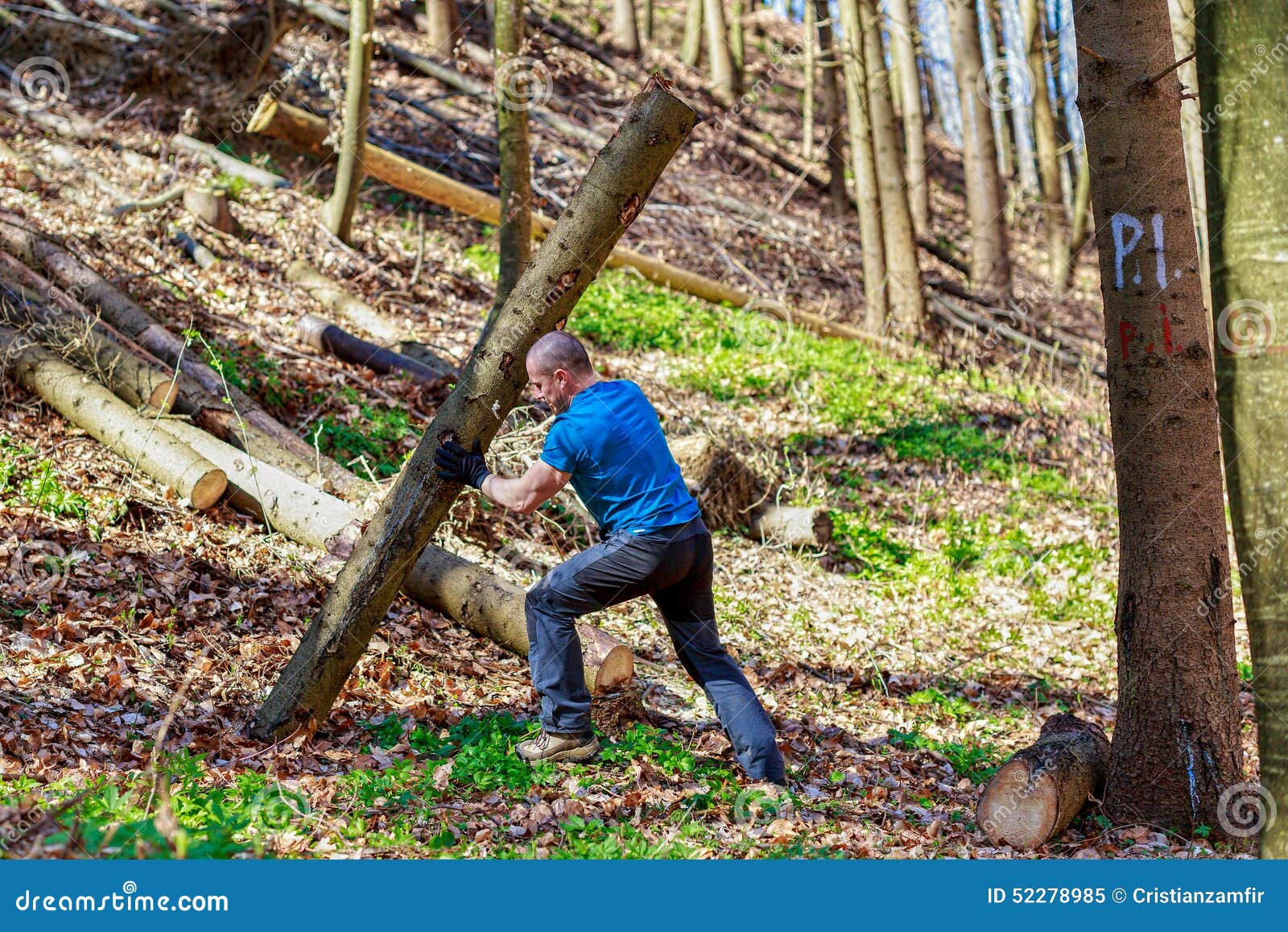 Strong Man Carrying a Tree Trunk Stock Image - Image of lumberman ...