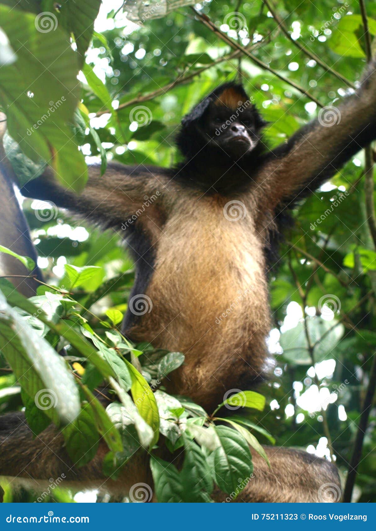 Strong monkey in Ecuador stock image. Image of holiday - 75211323