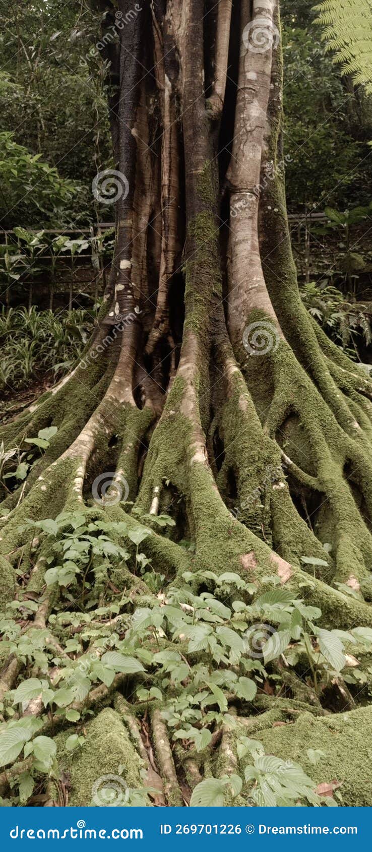 Strong mossy tree roots stock photo. Image of tree, plant - 269701226