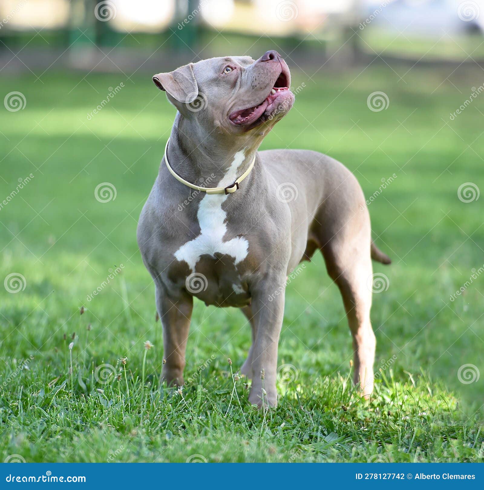 American Bully Dog in the Park Stock Photo - Image of park, bully ...