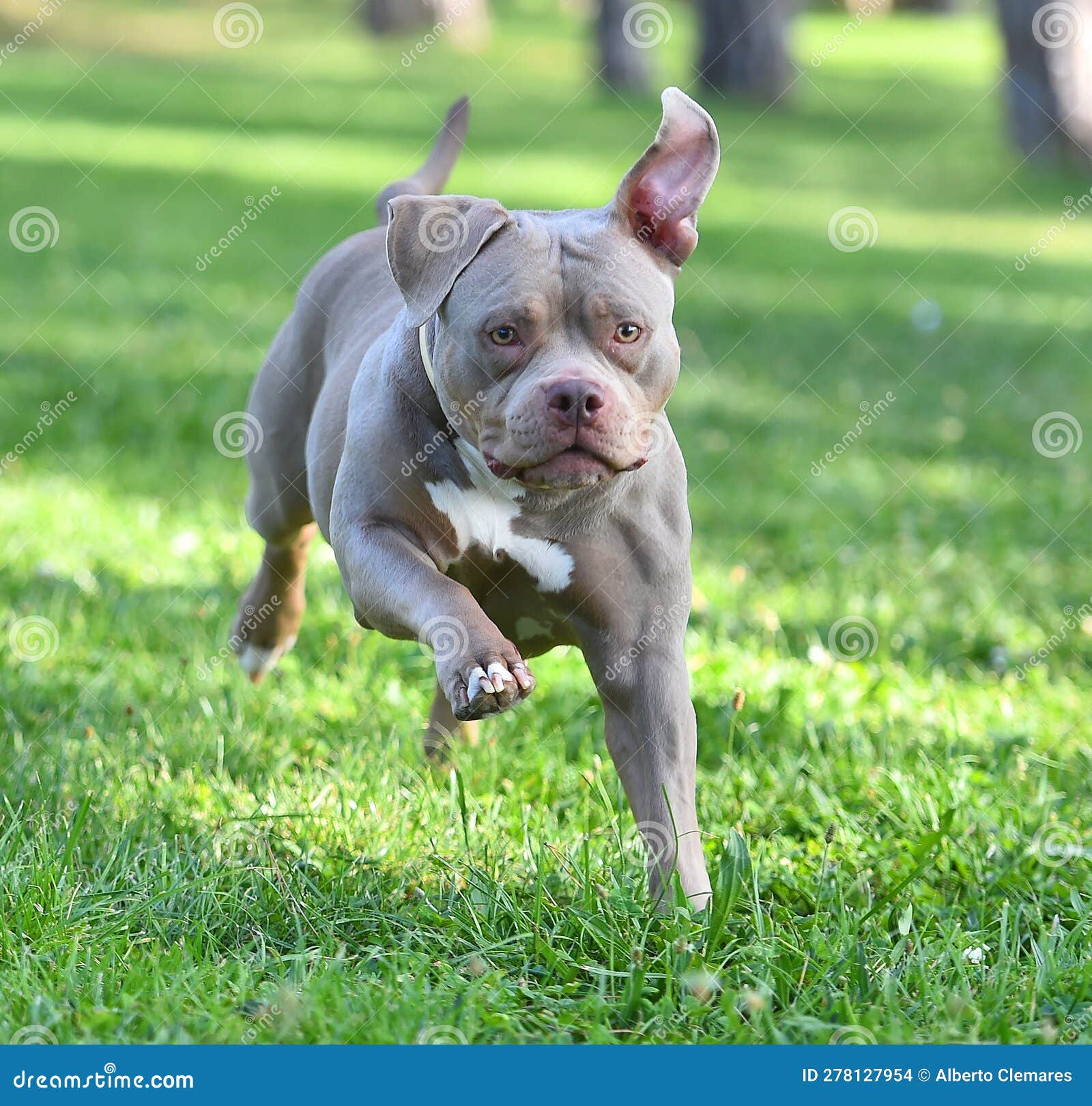 American Bully Dog in the Park Stock Photo - Image of park, doggy ...