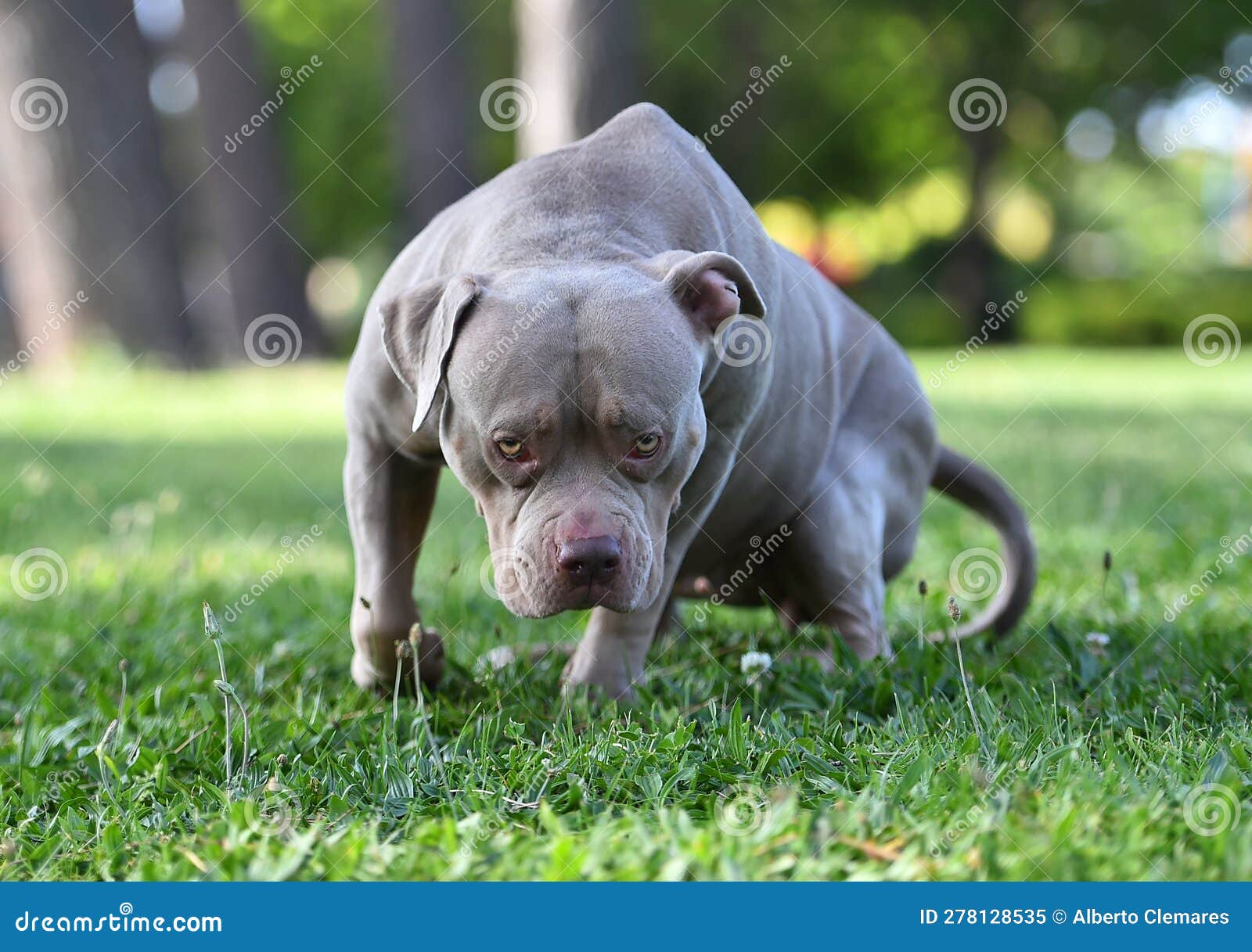American Bully Dog in the Park Stock Image - Image of friendly, park ...