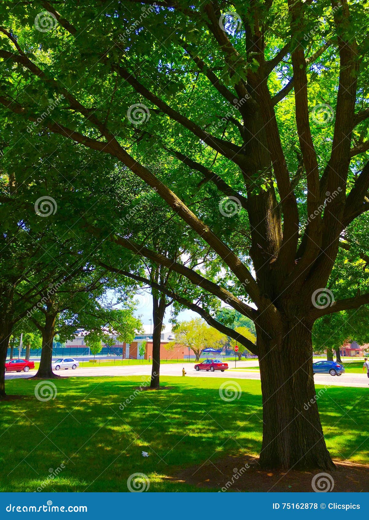 Strong Oak stock photo. Image of trees, green, branches - 75162878