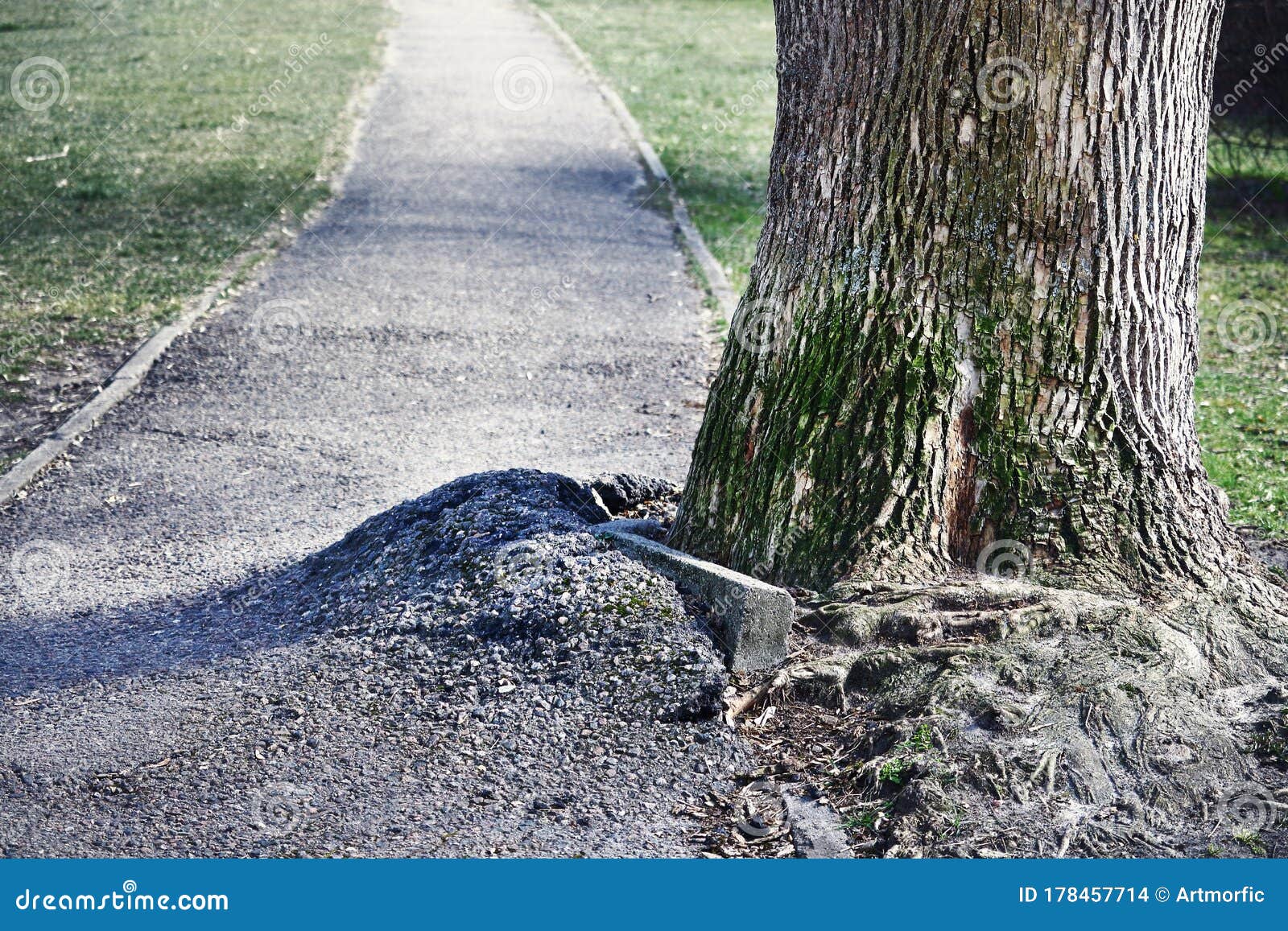 Strong Old Tree Roots Raising Concrete Road Stock Photo - Image of ...