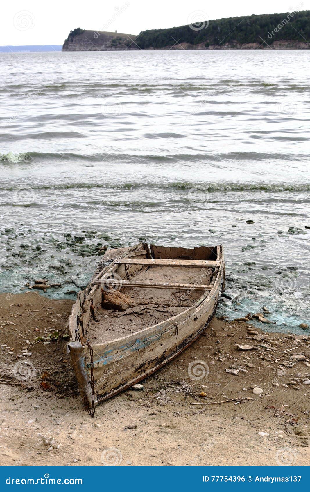 A Strong and Persistent Sprout Stock Photo - Image of fishing, forest ...