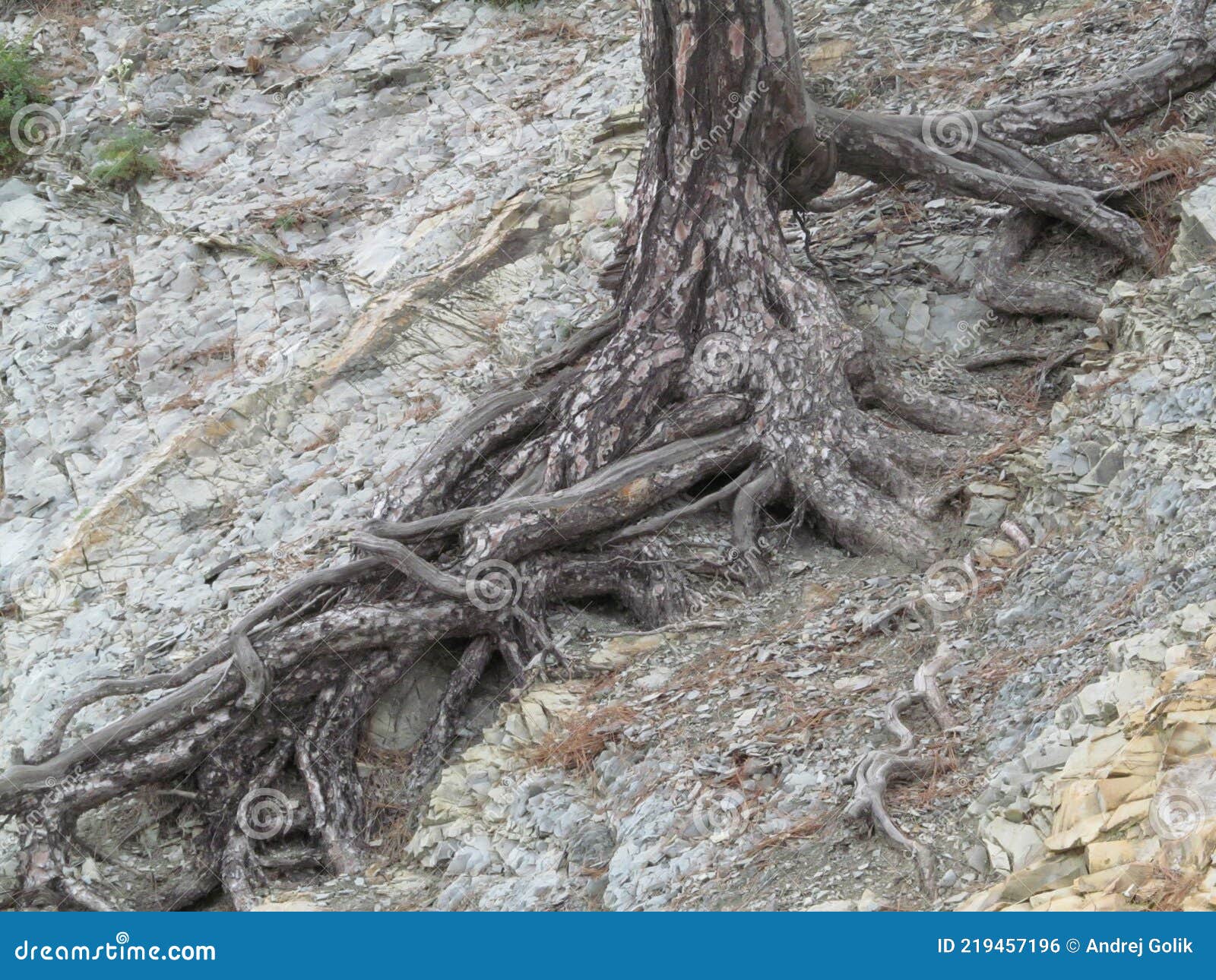 Strong Pine Roots on a Steep Sea Slope Stock Photo - Image of important ...