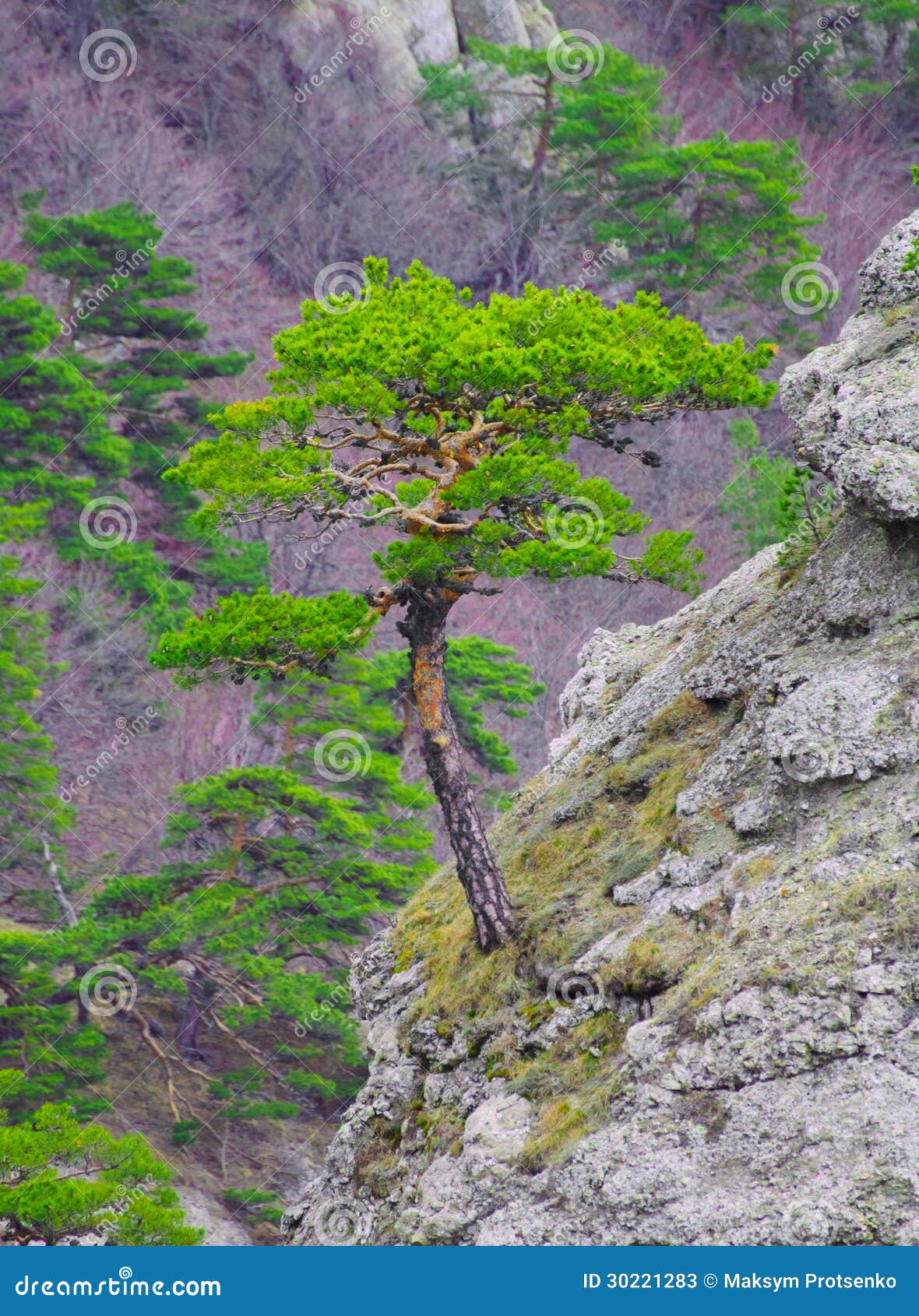 Strong Pine on the Rock in the Beautiful Mountains of Ukraine Stock ...