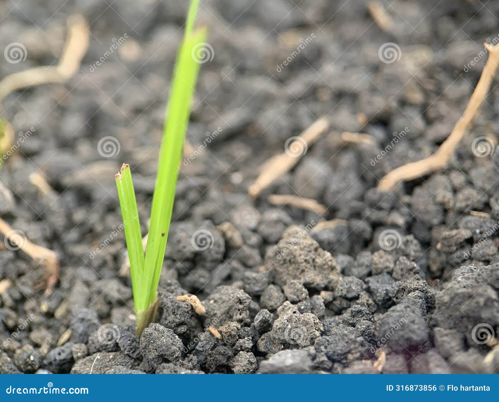 Strong plant stock photo. Image of strong, plant, middle - 316873856
