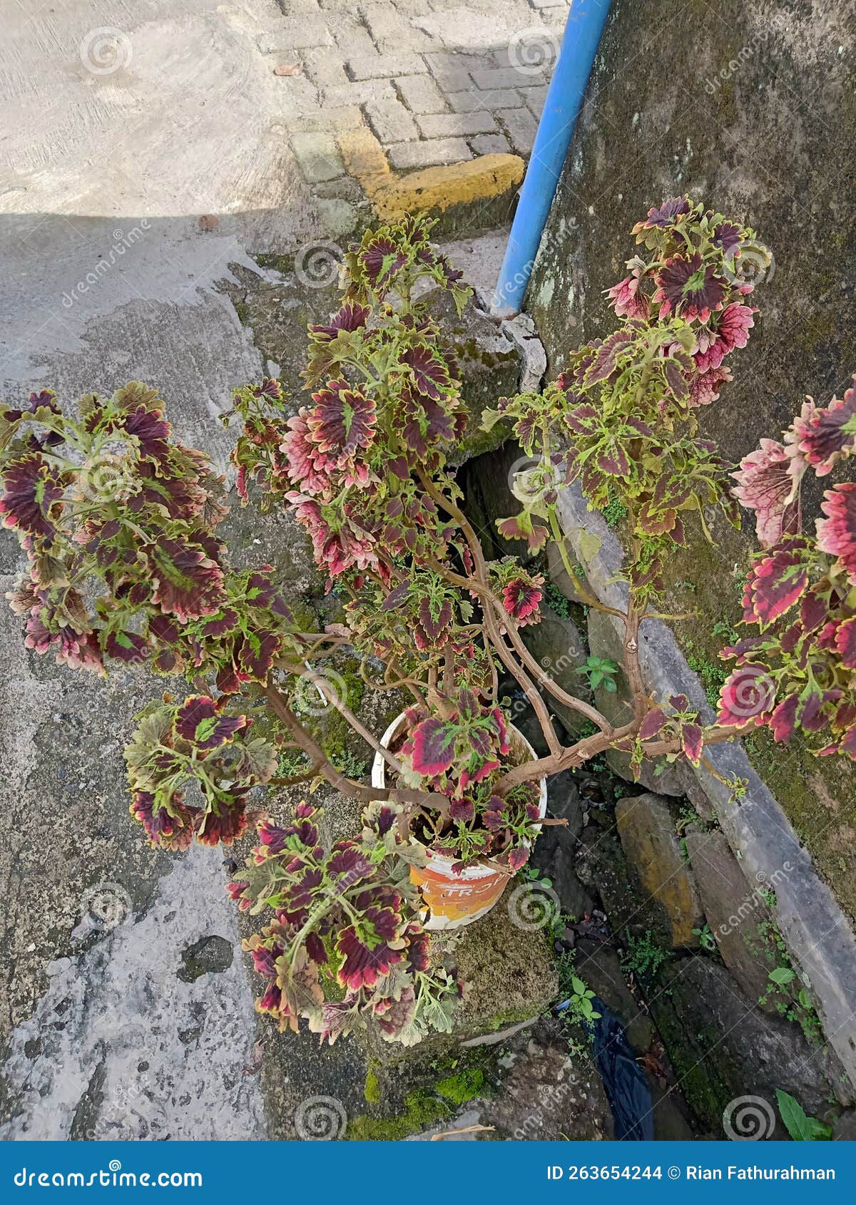 Strong Plants Survive Outside the Fence Stock Photo - Image of plants ...
