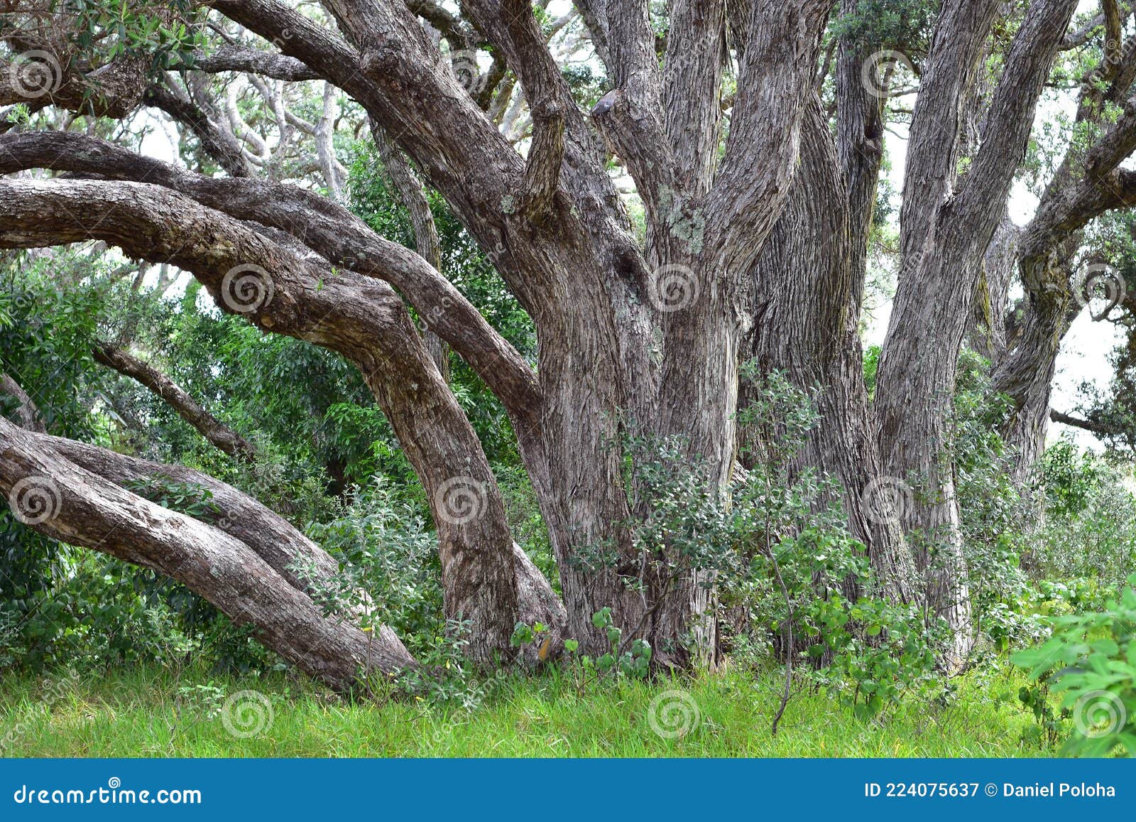 Strong Pohutukawa Tree Trunks in Forest Stock Image - Image of bent ...