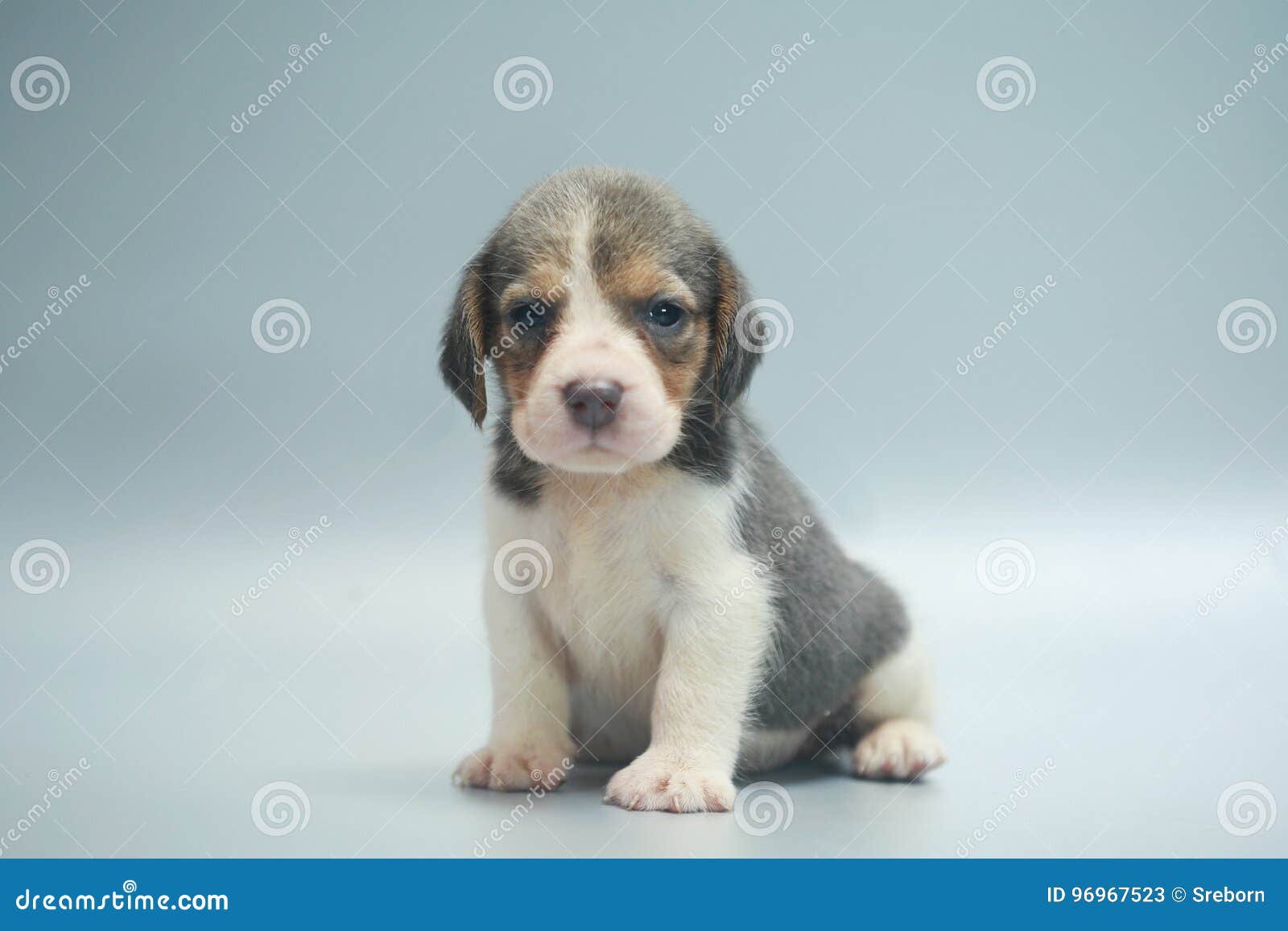 Strong Pure Breed Beagle Puppy Stock Image - Image of nature, color ...