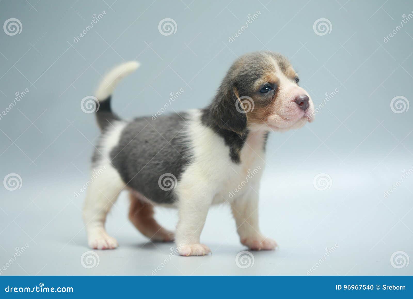 Strong Pure Breed Beagle Puppy Stock Photo - Image of animal, puppy ...