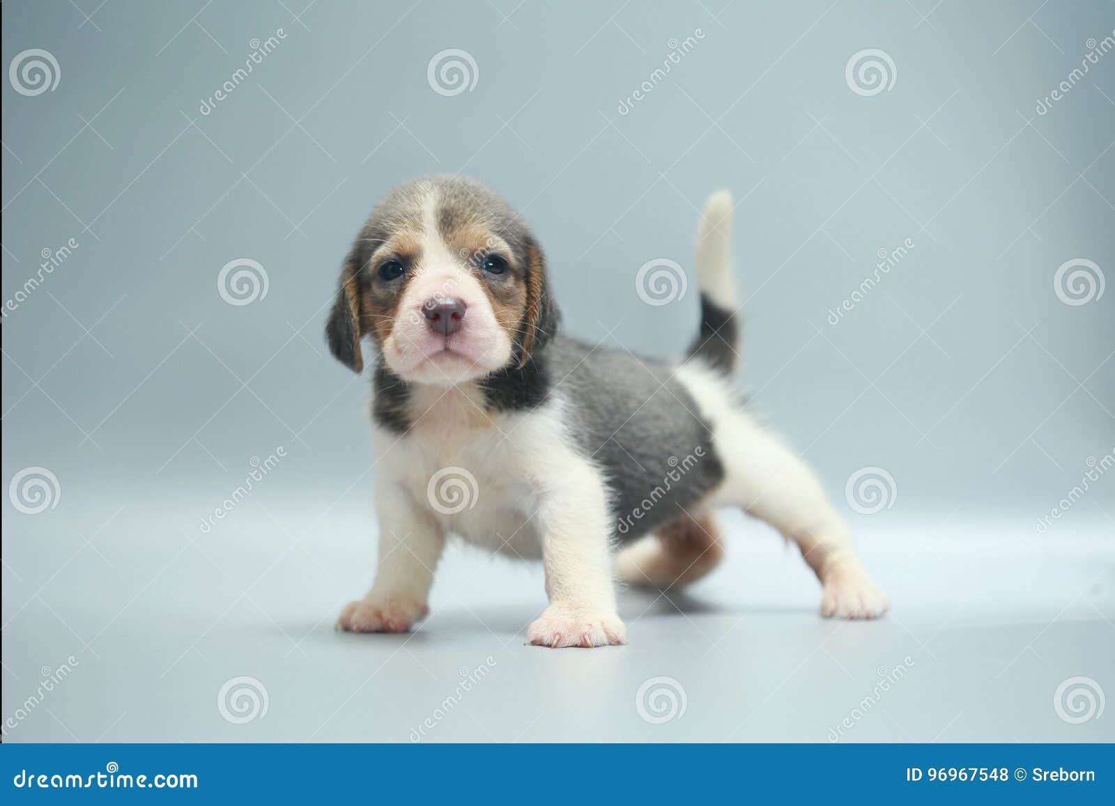 Strong Pure Breed Beagle Puppy Stock Photo - Image of look, color: 96967548