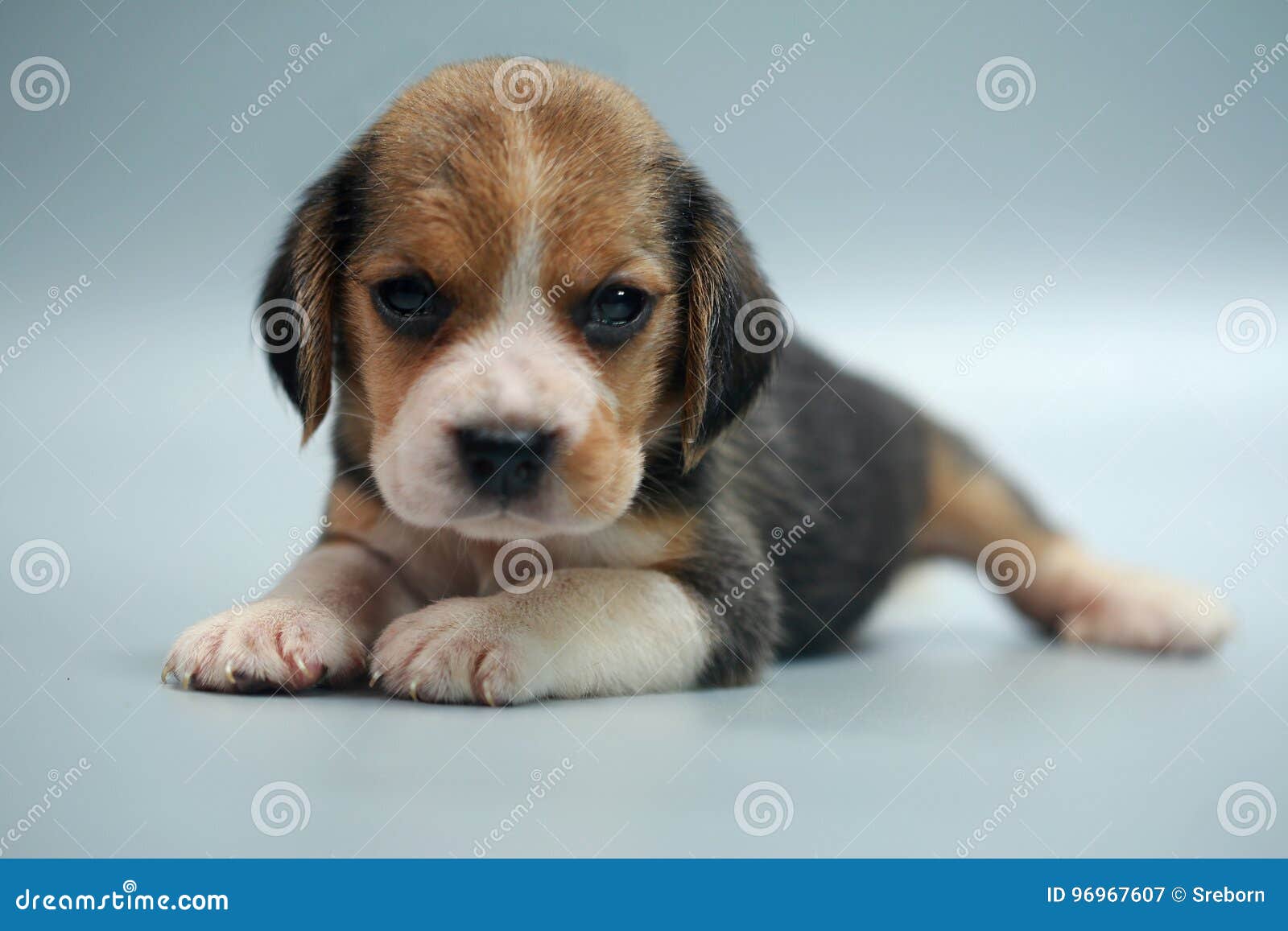 Strong Pure Breed Beagle Puppy Stock Image - Image of animal, canine ...