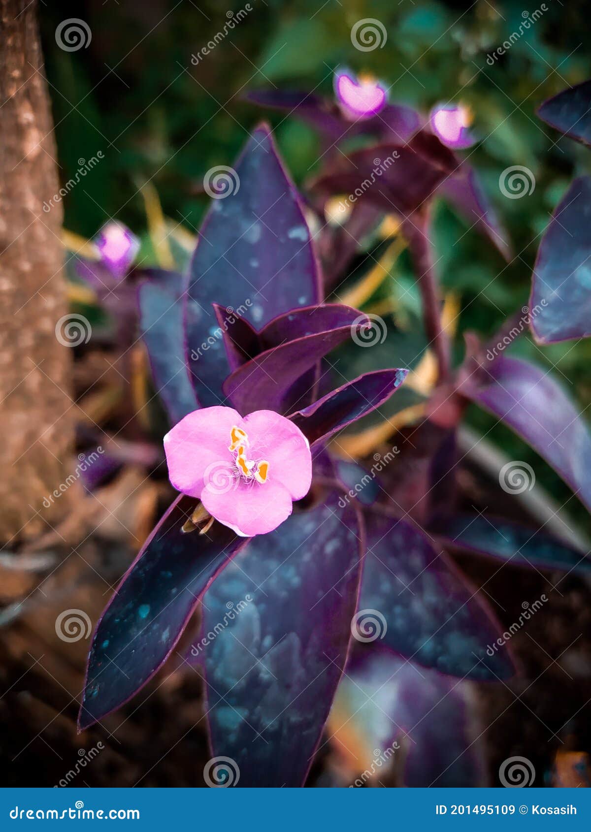 Strong purple ðŸ’œ stock image. Image of petal, shrub - 201495109
