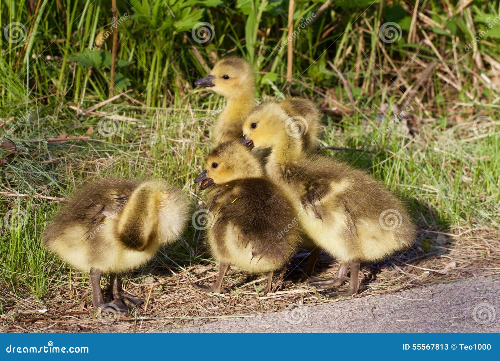 Strong reaction stock image. Image of love, help, unordinary - 55567813