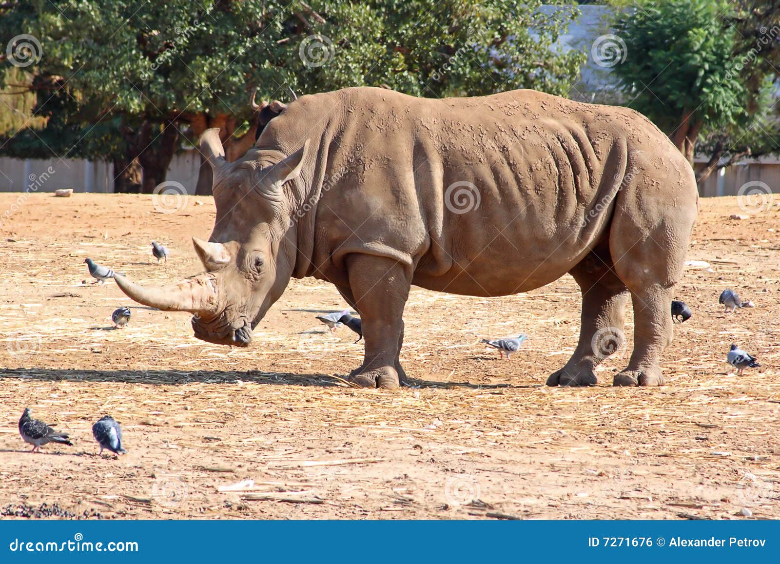 Strong rhinoceros stock photo. Image of large, close, mammal - 7271676