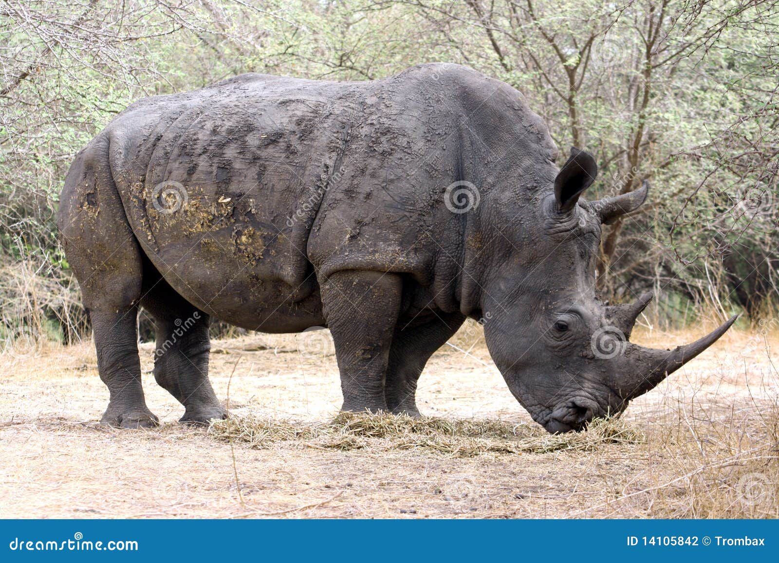 Strong rihino stock photo. Image of holiday, enormous - 14105842
