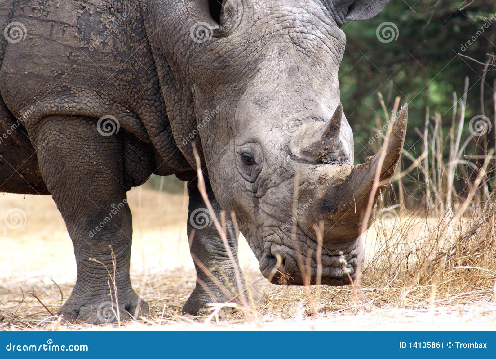 Strong rihino stock image. Image of holidays, closeup - 14105861
