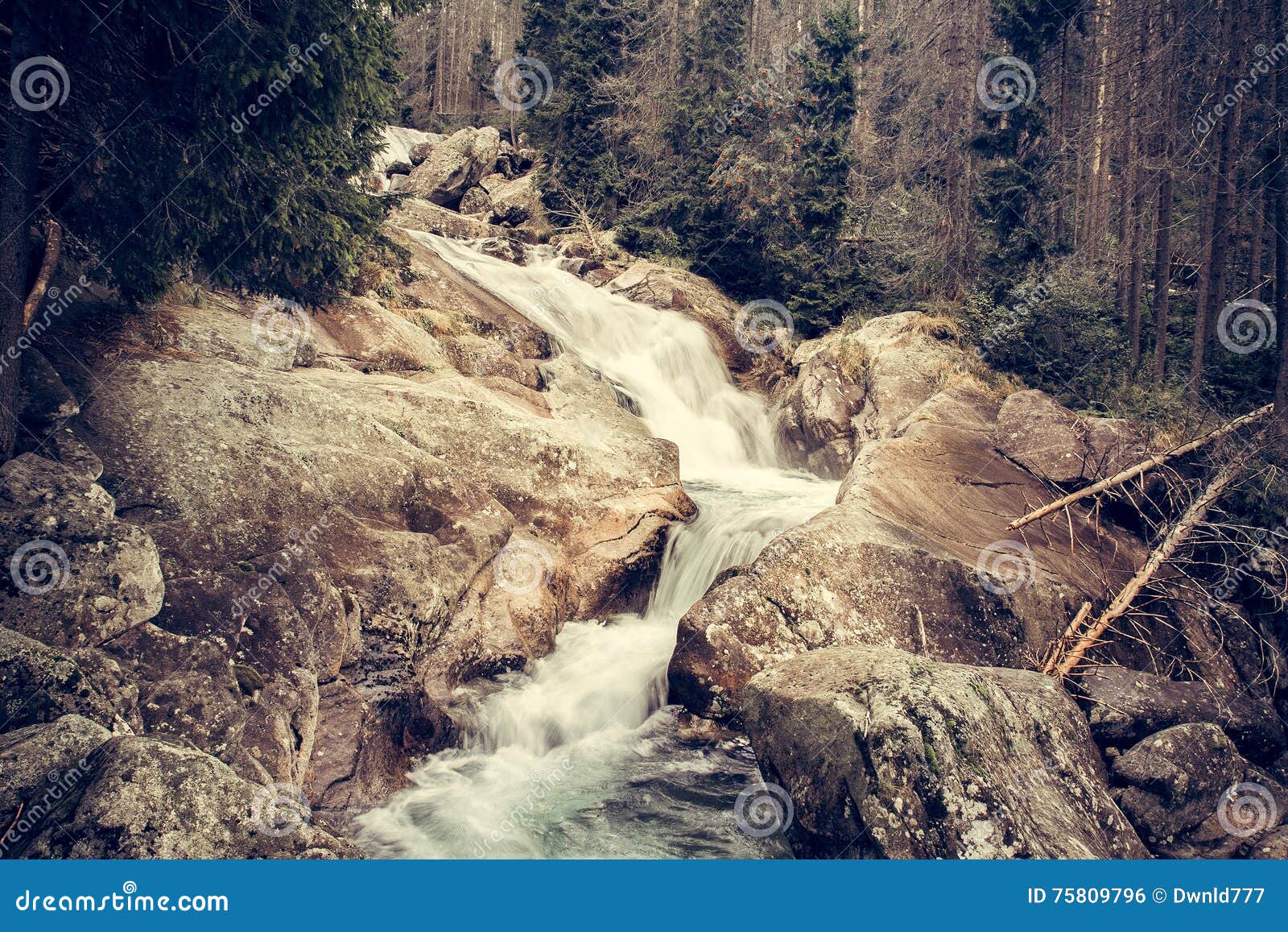 Strong River Stream in Forest Stock Photo - Image of forest, stream ...