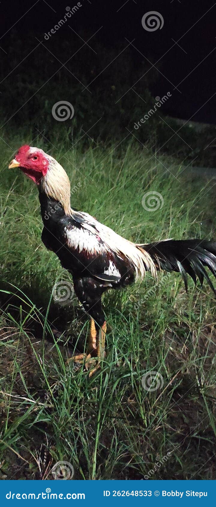 Strong Rooster in the Middle Night and the Middle Grass Stock Image ...