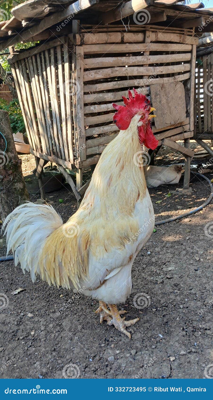 Strong rooster stock image. Image of duck, beak, animal - 332723495