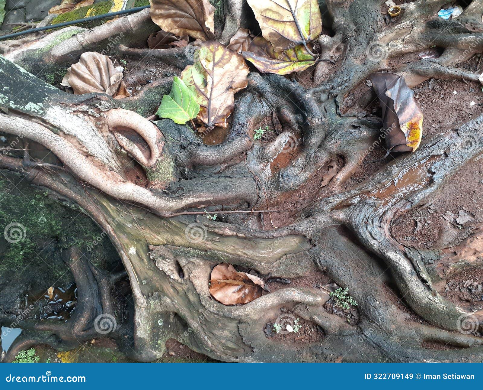 Strong root on the ground stock image. Image of outdoors - 322709149