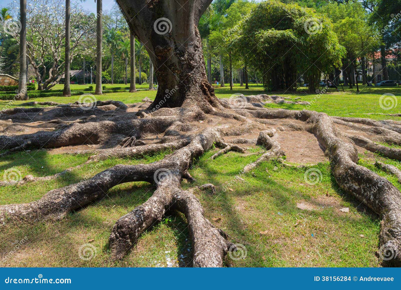 Strong Root Tree on a Green Lawn Stock Photo - Image of outdoors ...