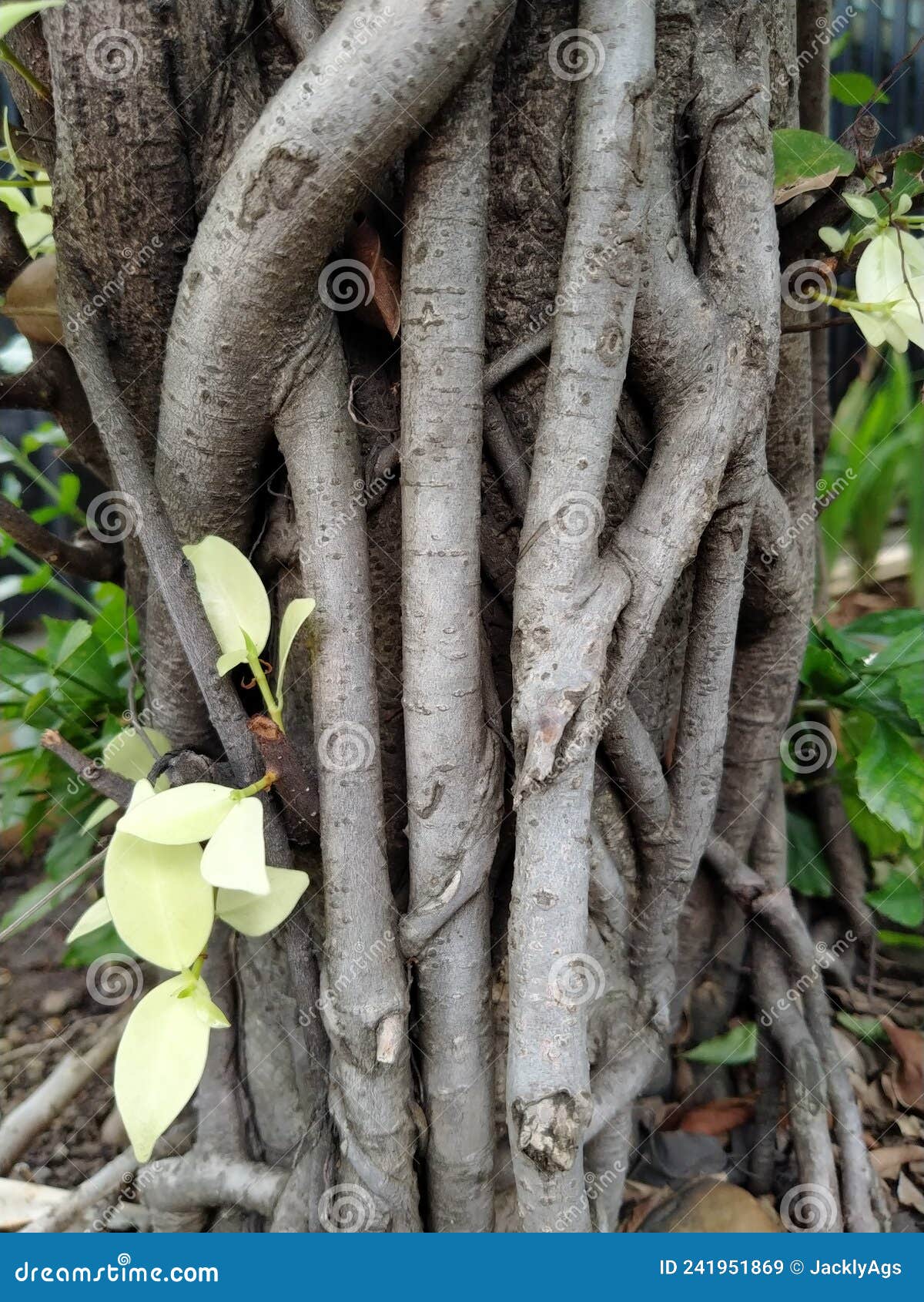 Strong Root of a Tree on the Ground Stock Image - Image of nature, soil ...