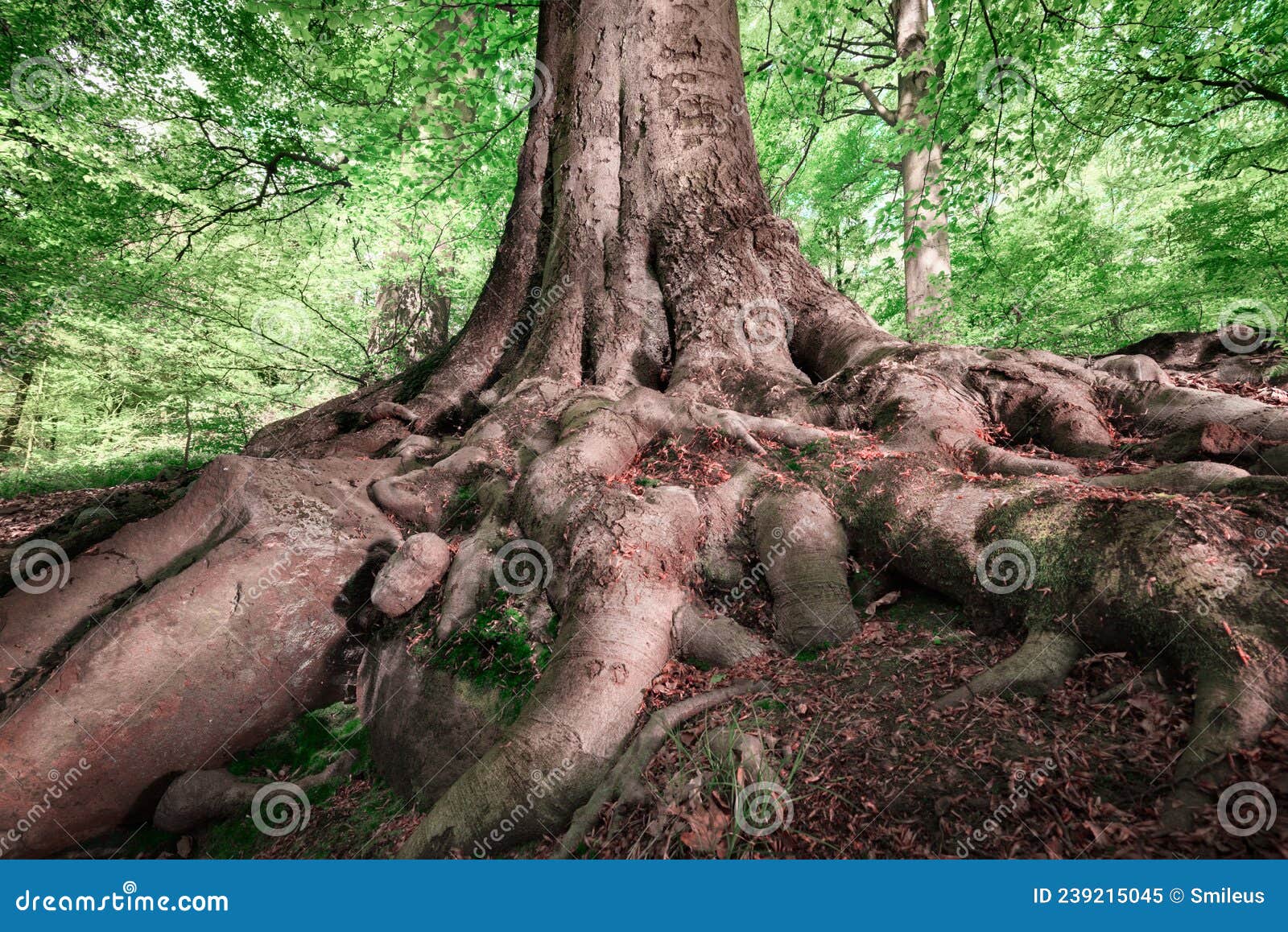 Strong Roots of a Large Beech Tree Stock Image - Image of environment ...