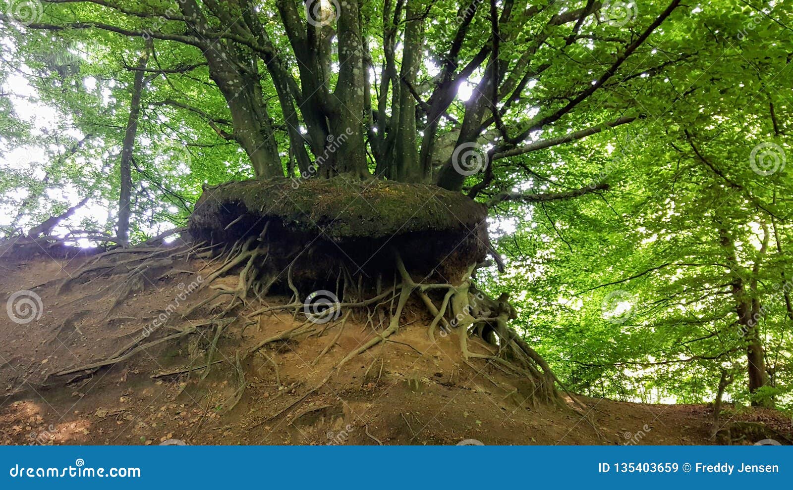 Strong roots stock image. Image of trees, roots, time - 135403659