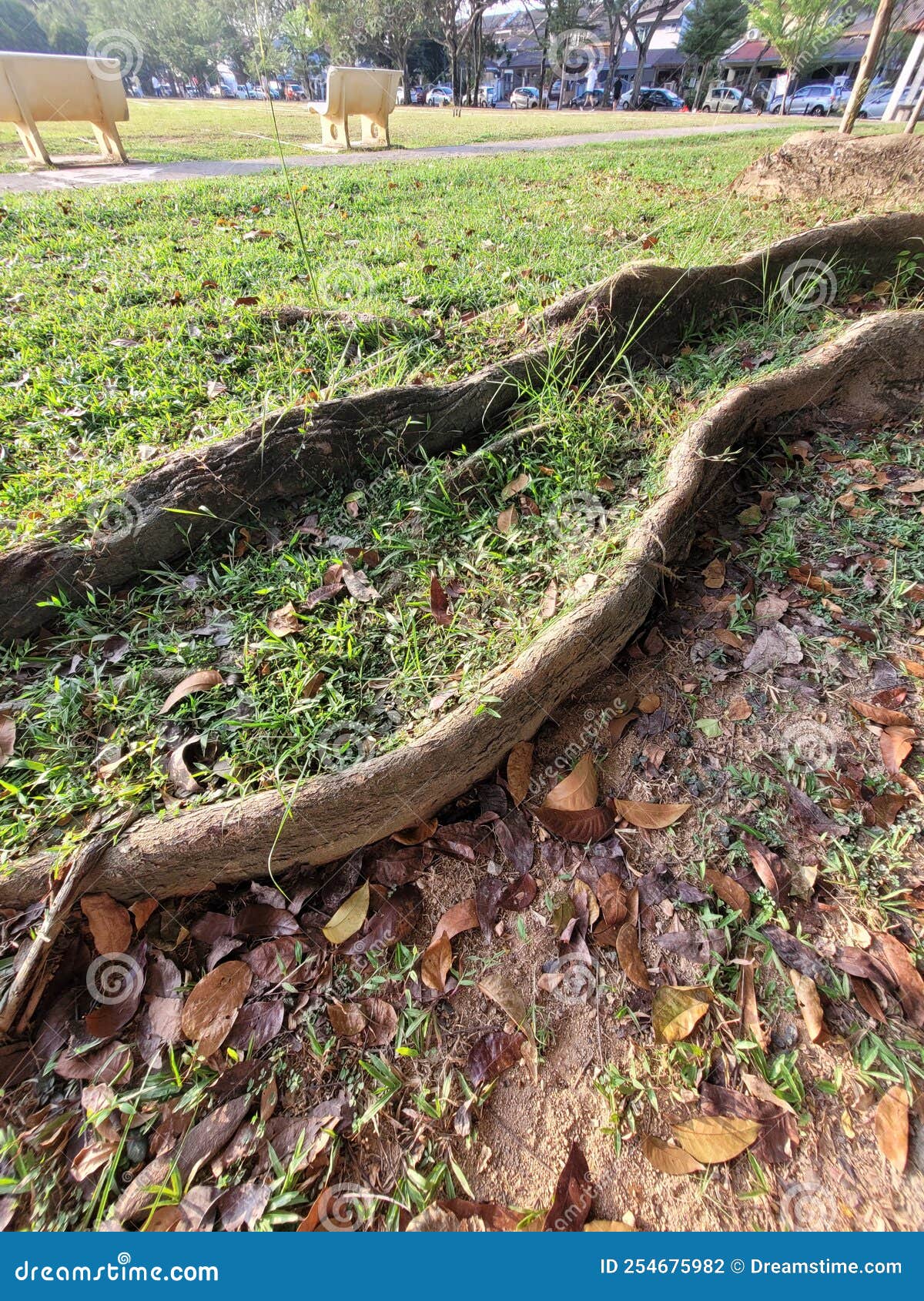 Strong Roots and Strong Tree in a Sunny Park Day Stock Photo - Image of ...