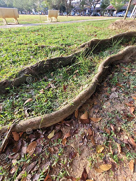 Strong Roots and Strong Tree in a Sunny Park Day Stock Photo - Image of ...