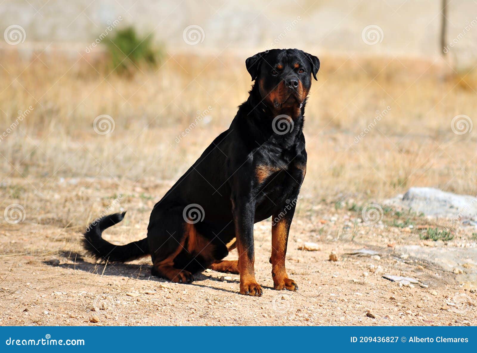 A Strong Rottweiler Dog in the Field Stock Image - Image of puppy ...