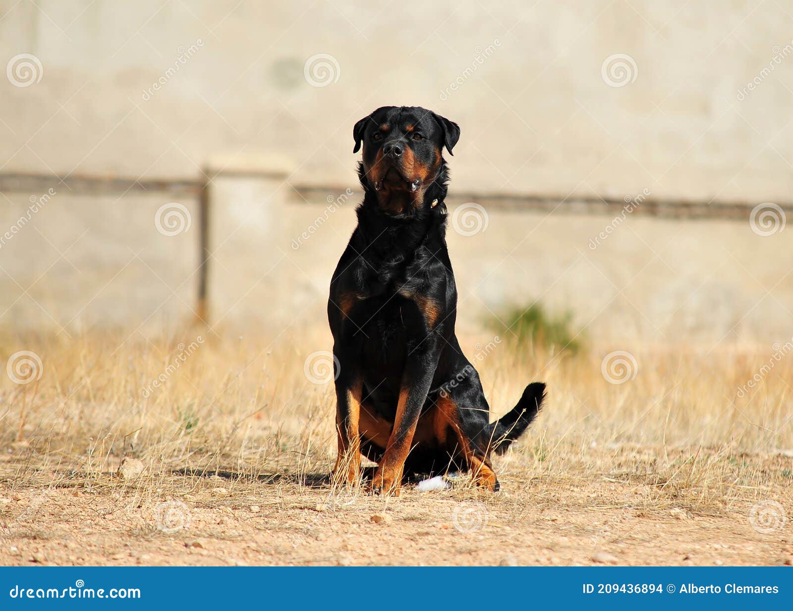 A Strong Rottweiler Dog in the Field Stock Photo - Image of pedigree ...