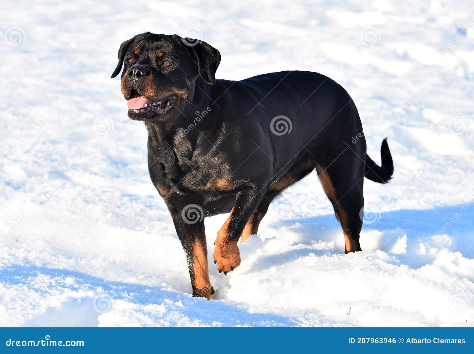 A Strong Rottweiler Running in the White Snow Stock Photo - Image of ...
