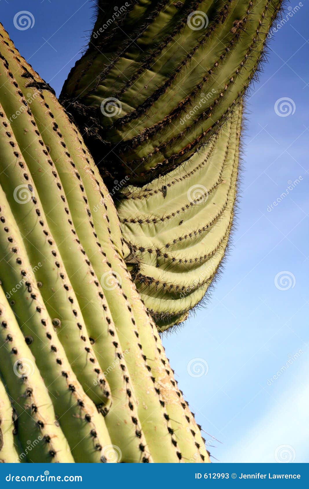 Strong Saguaro stock image. Image of green, cactus, desert - 612993