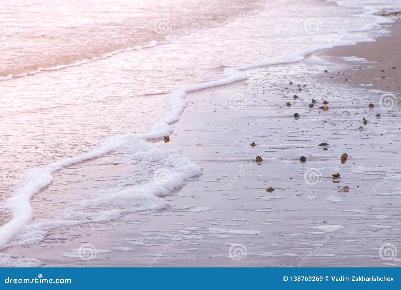 Strong Sea Waves on the Sandy Shore. Shells of Rapan on the Sand. Stock ...