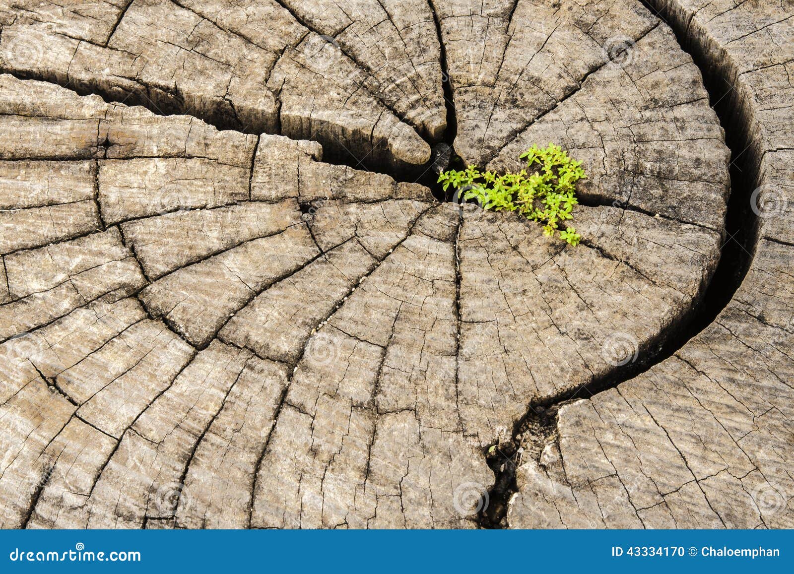 Strong Seed Growing on Old Cut Down Tree. Stock Photo - Image of nature ...