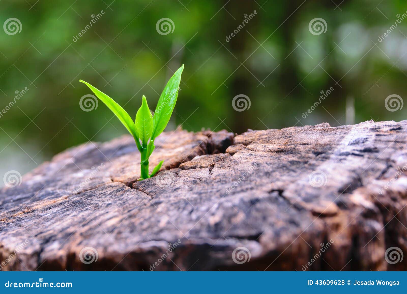 A Strong Seedling Growing in the Center Trunk Tree As a Concept of ...