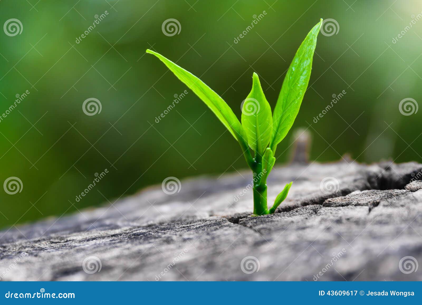 A Strong Seedling Growing in the Trunk Tree As a Concept of Support ...