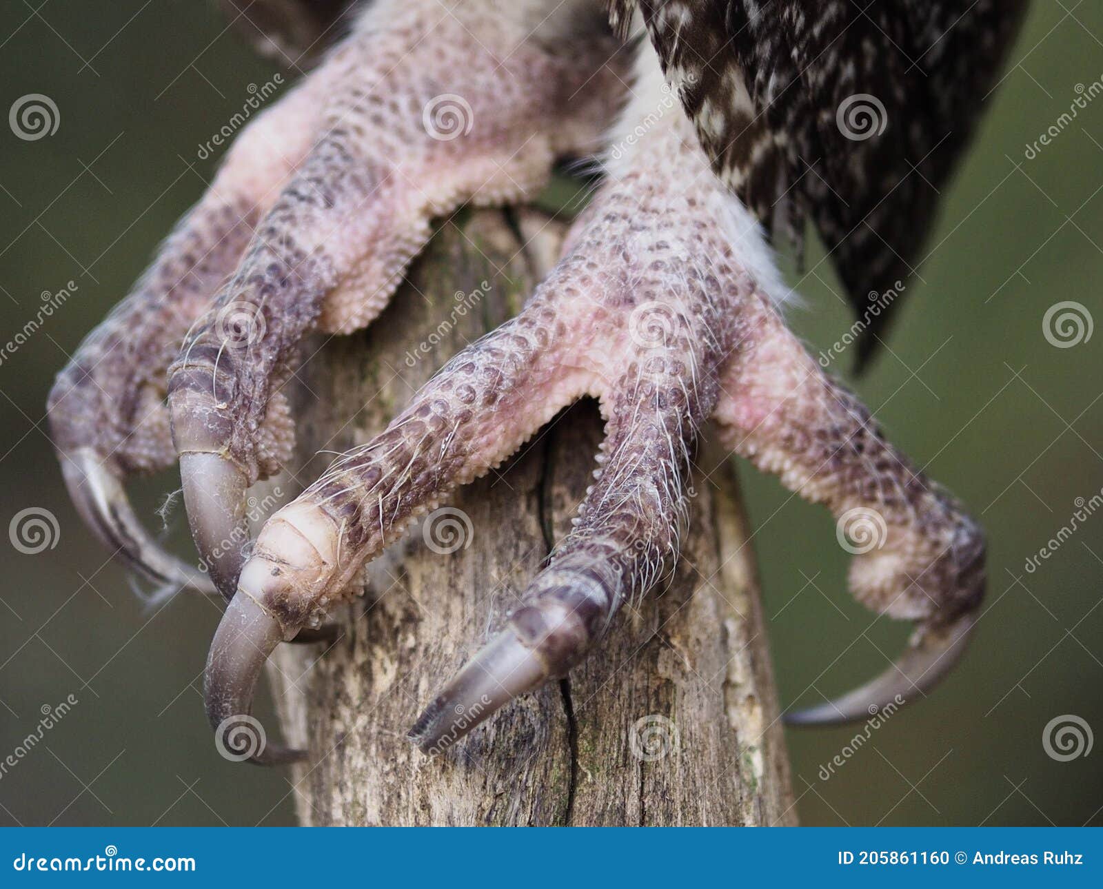 596 Strong Talons Stock Photos - Free & Royalty-Free Stock Photos from ...