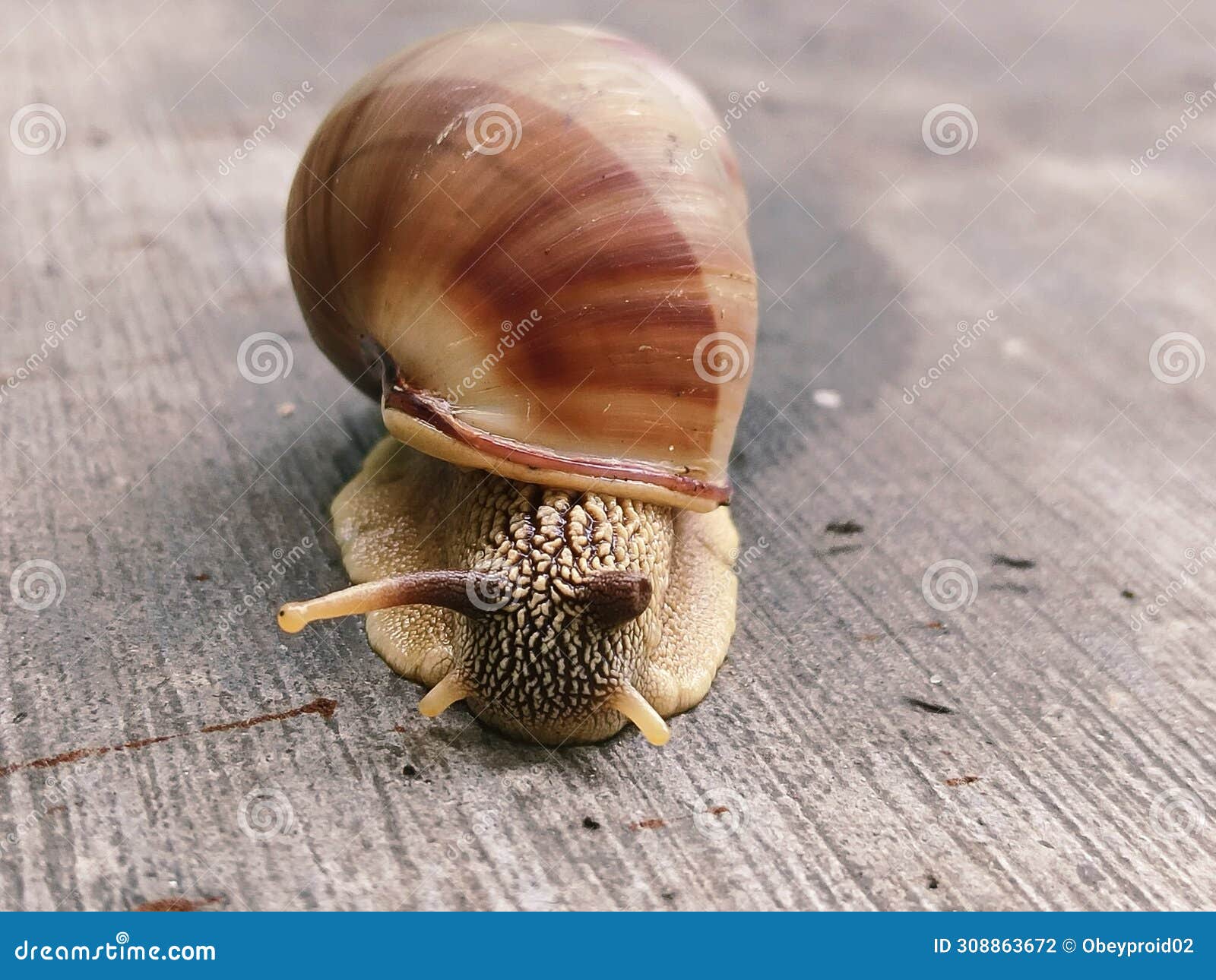 Strong snail shell stock photo. Image of shell, invertebrate - 308863672