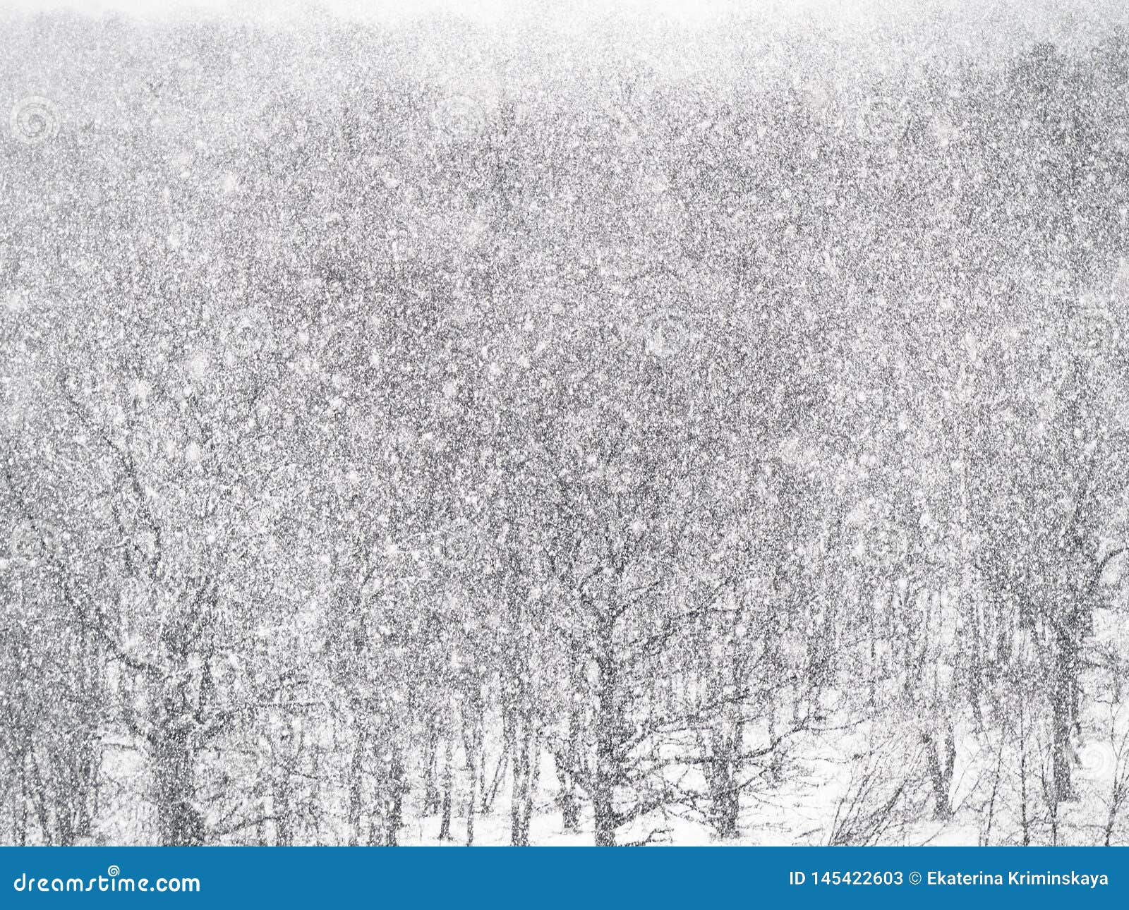 Strong Snow Blizzard Over Woods in Forest Stock Image - Image of snow ...
