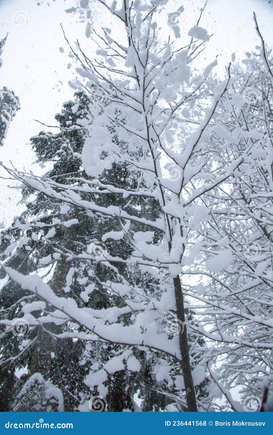 Strong Snowfall in the Pinetree Forest. Snow on Tree Branches Stock ...
