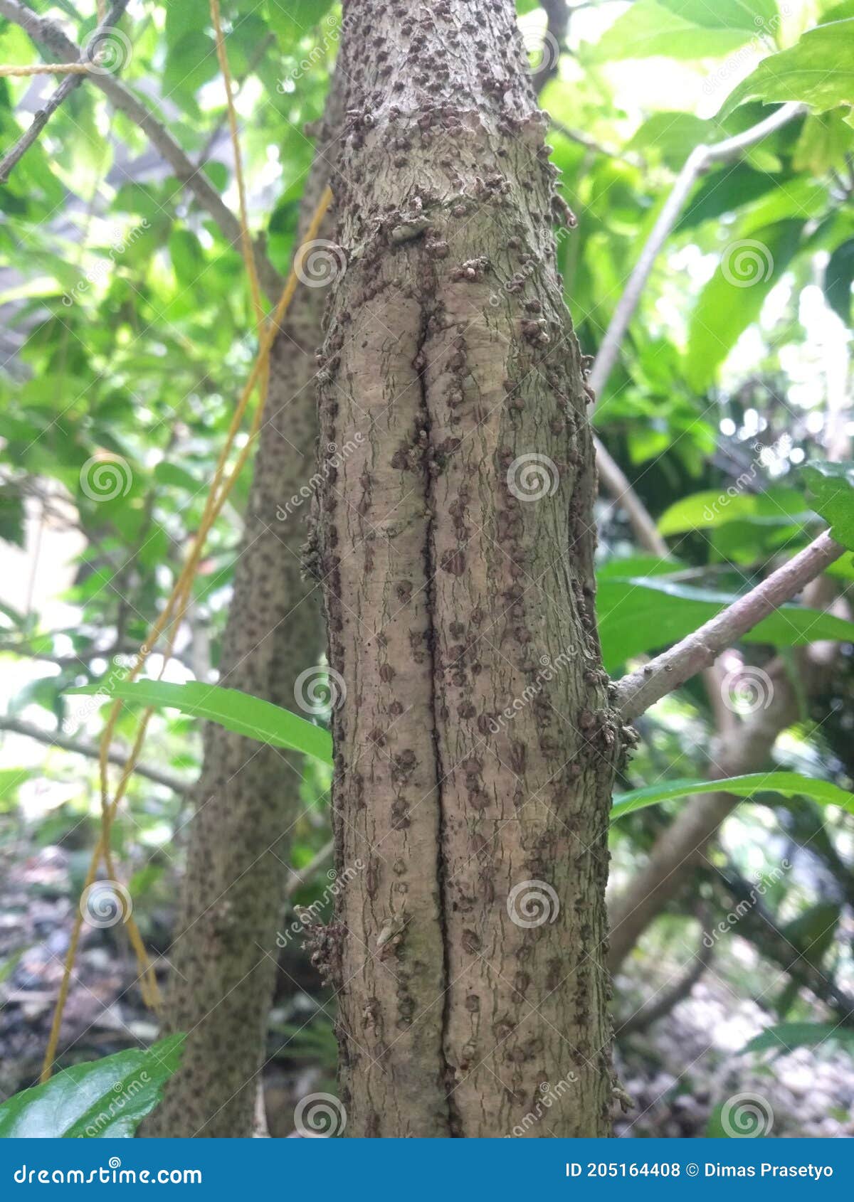 Strong Stem of a Flower stock photo. Image of strong - 205164408