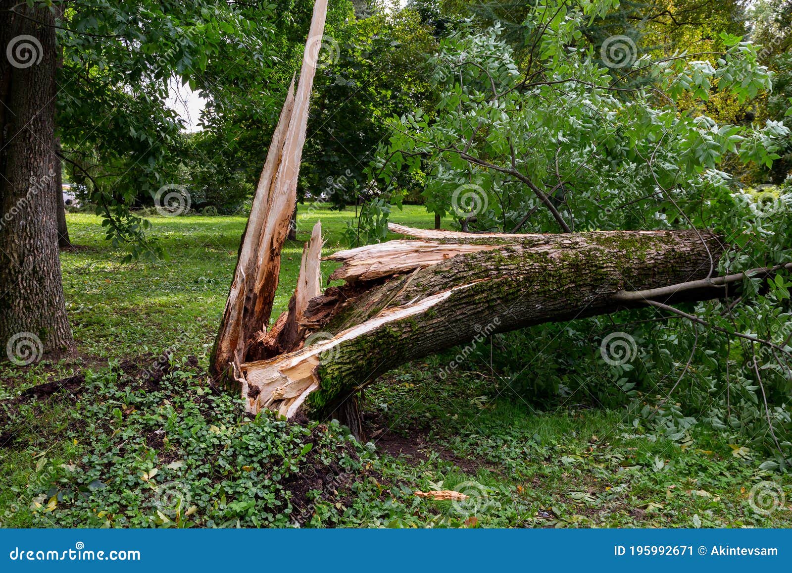 Broken tree after storm stock image. Image of nature - 195992671