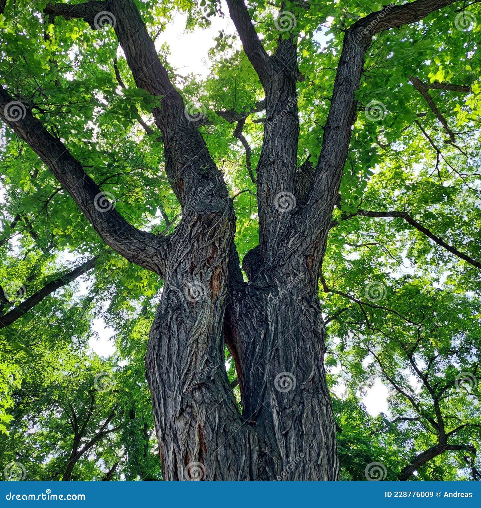 Strong summer trees stock image. Image of sunlight, tree - 228776009