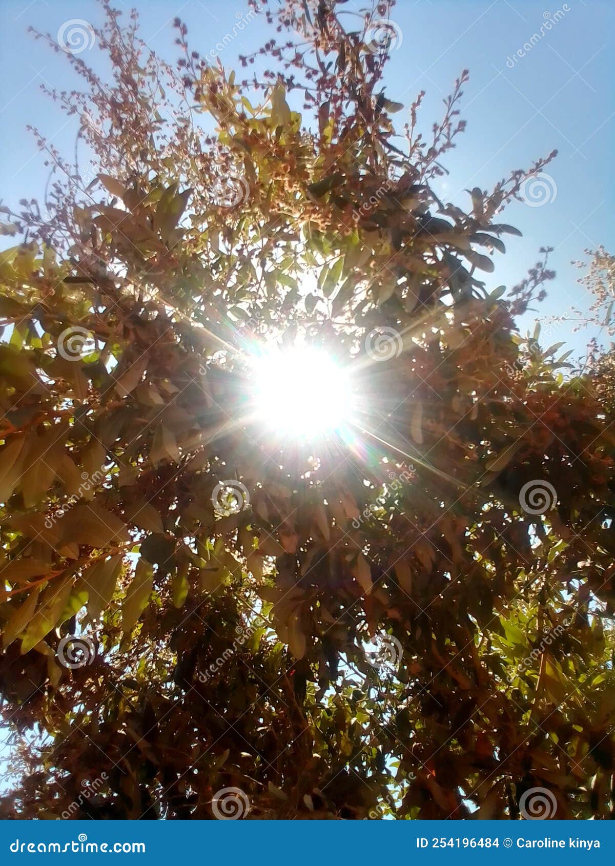 Strong Sun Rays through the Branches, August 2022 in Kenya Stock Photo ...